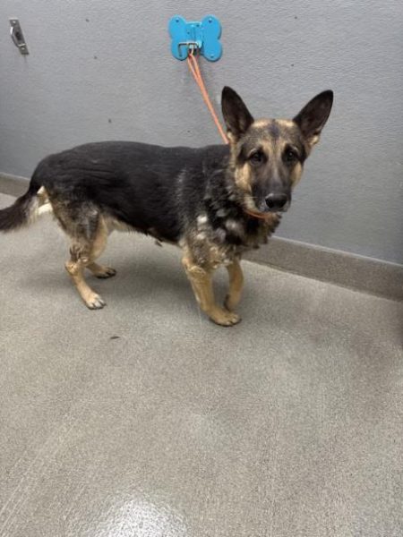 A1424066 - The Animal Foundation