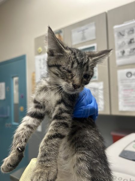 A1424026 - The Animal Foundation