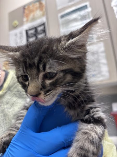 A1424173 - The Animal Foundation