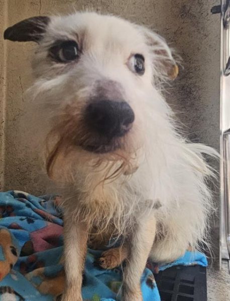 A1425093 - The Animal Foundation