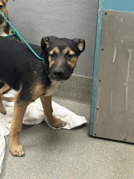 A1334070 - The Animal Foundation