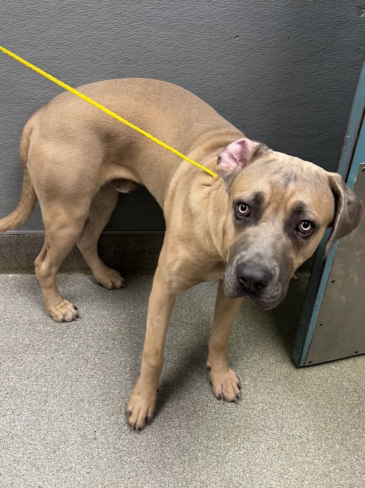 Lost/Found Search - The Animal Foundation