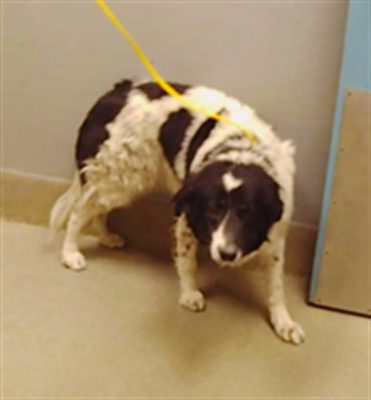 A1426332 - The Animal Foundation