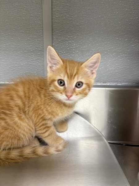A1426440 - The Animal Foundation