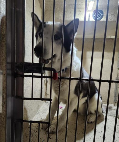 A1426458 - The Animal Foundation