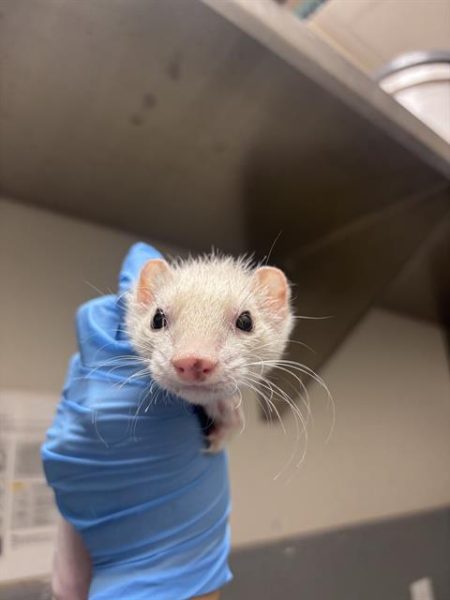 A1426620 - The Animal Foundation