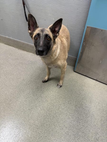 A1426632 - The Animal Foundation