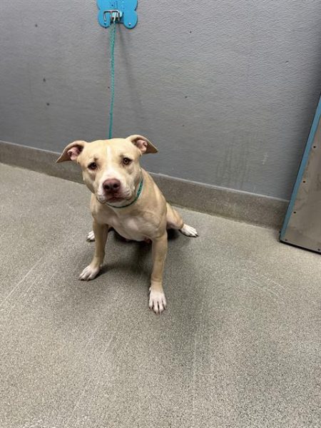 A1426696 - The Animal Foundation