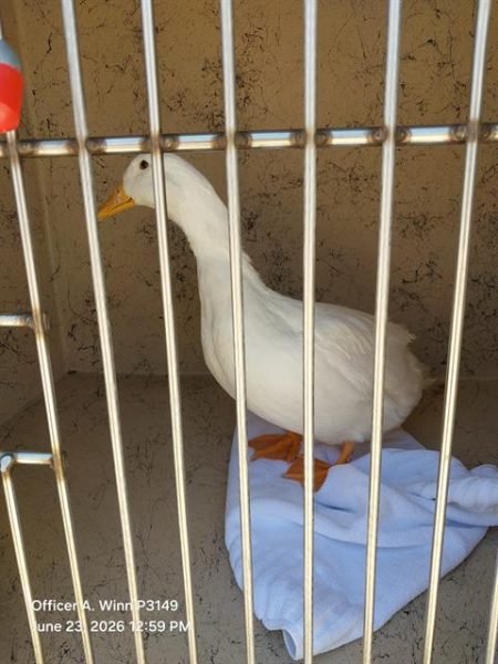 A1426746 - The Animal Foundation