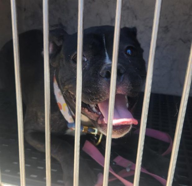 A1426749 - The Animal Foundation