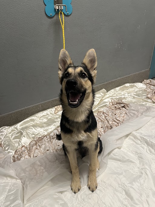 Lost/Found Search - The Animal Foundation