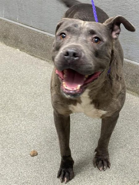 A1314291 - The Animal Foundation