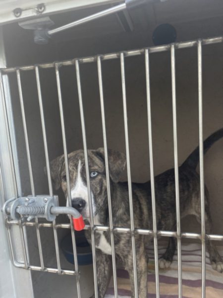 A1427182 - The Animal Foundation