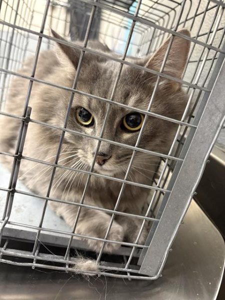 A1427358 - The Animal Foundation