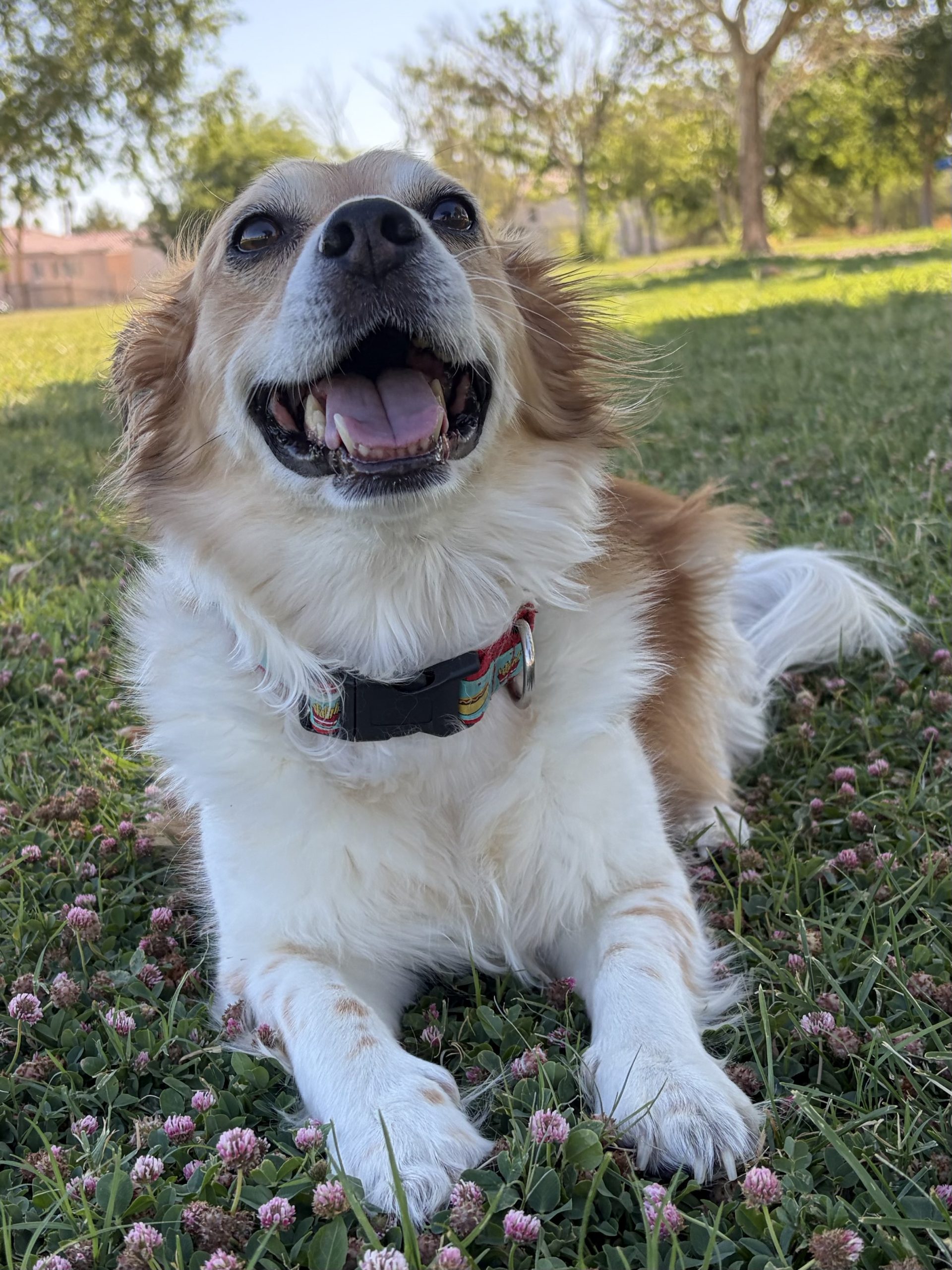 Murray | Stuffed duck toy - The Animal Foundation