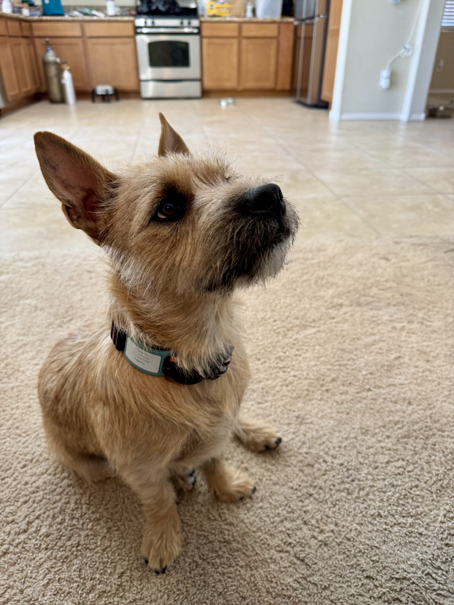 Griffin | Freshly gathered stick - The Animal Foundation