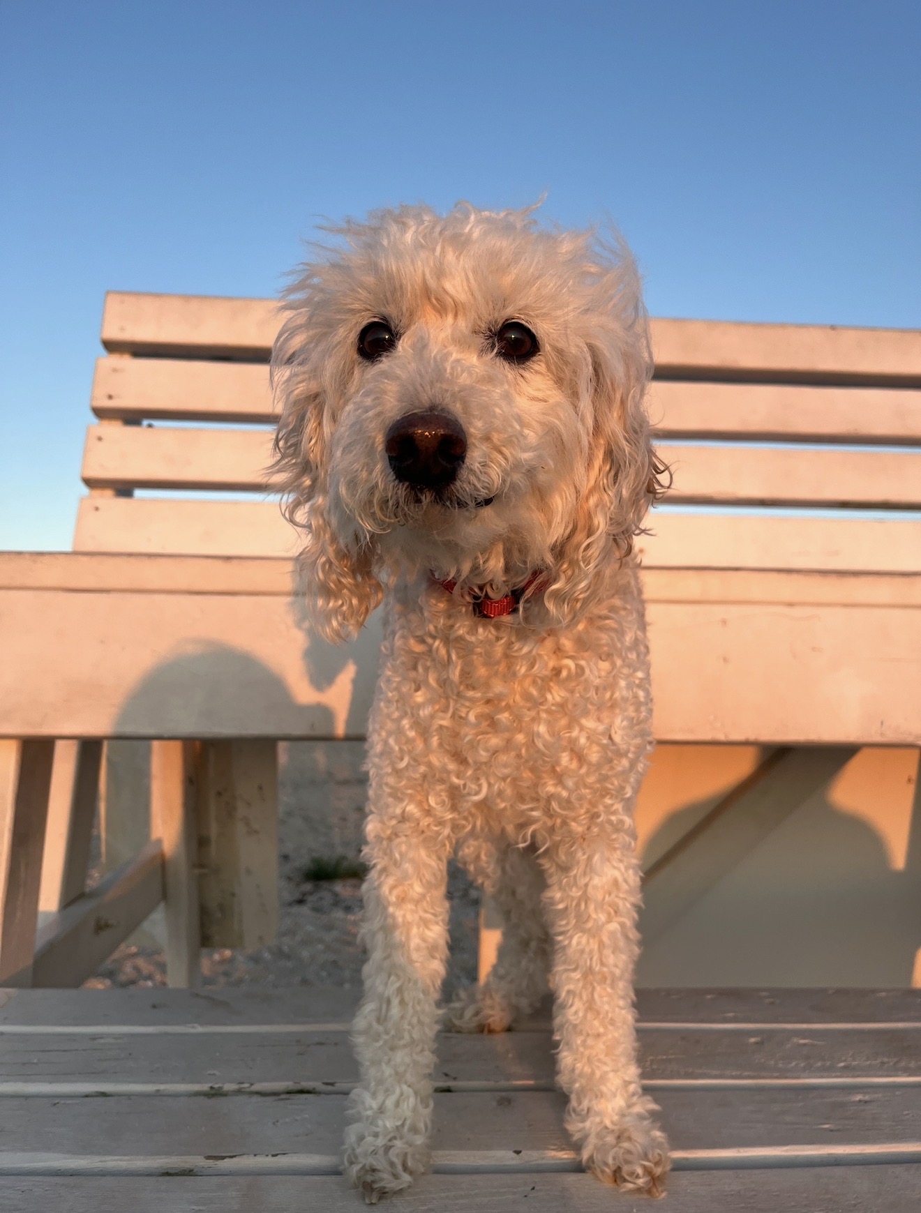 Mason | He loves steak! - The Animal Foundation