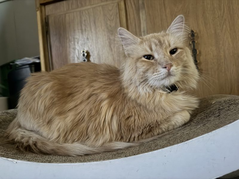 Anthony | Furry bird - The Animal Foundation
