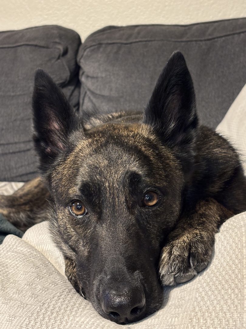 Luna | French fries - The Animal Foundation