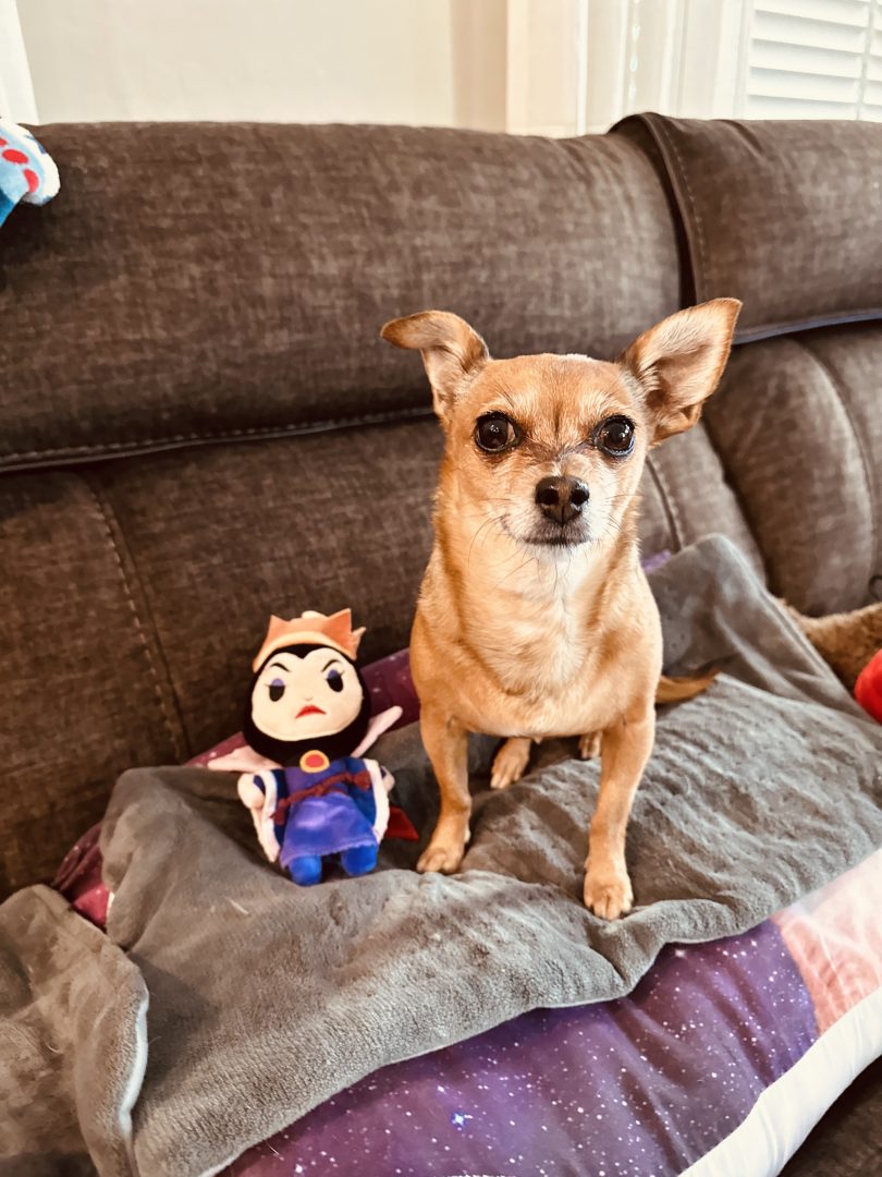 Bindi | Stuffed Maleficent toy - The Animal Foundation
