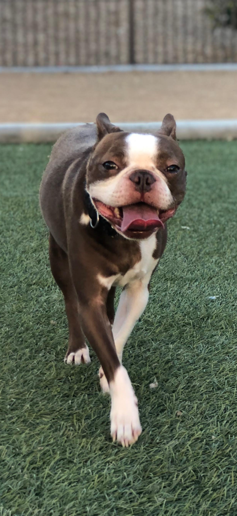 Memphis | Any type of dog bone - The Animal Foundation