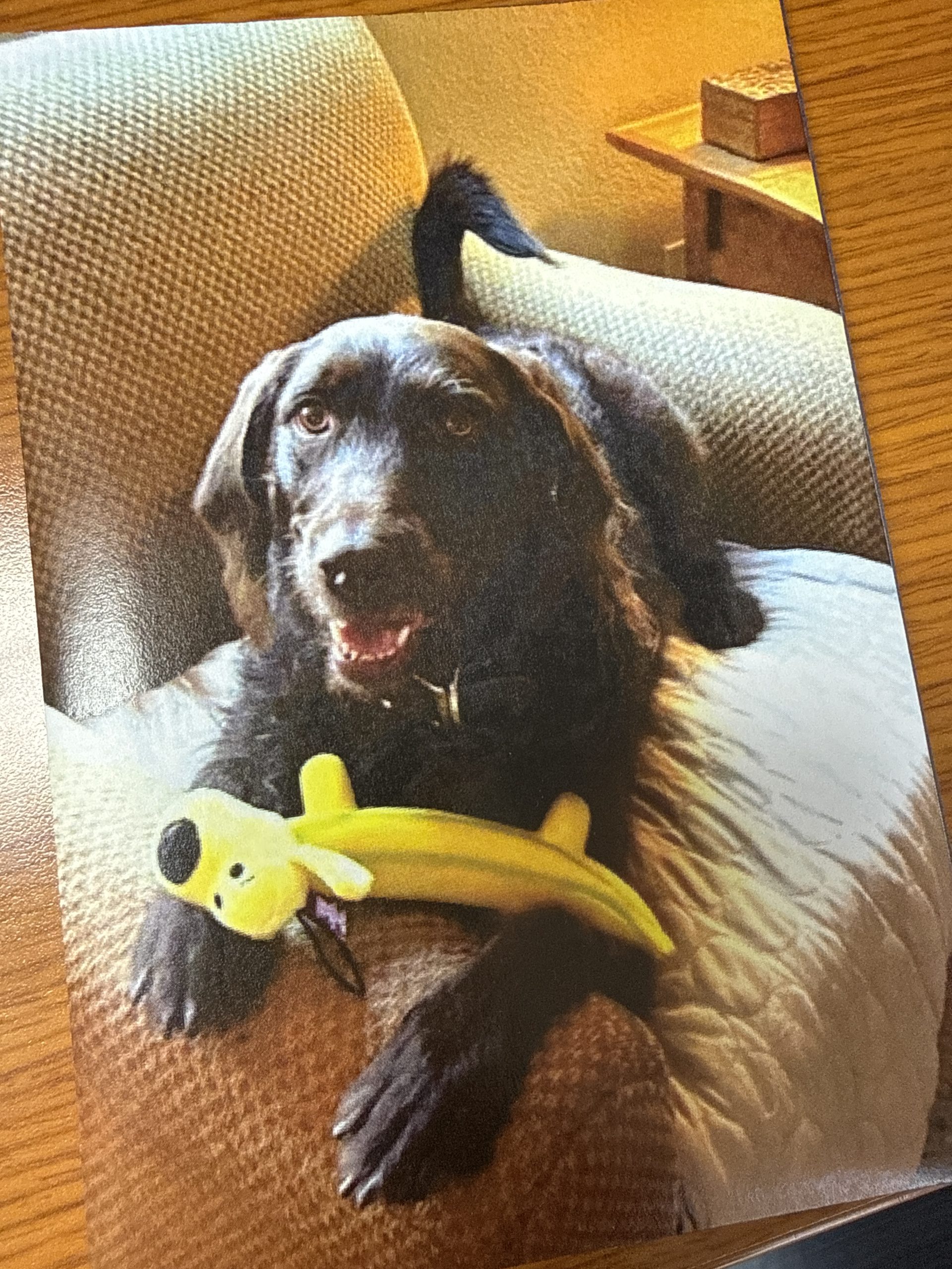 Lucy | Banana Dog - The Animal Foundation