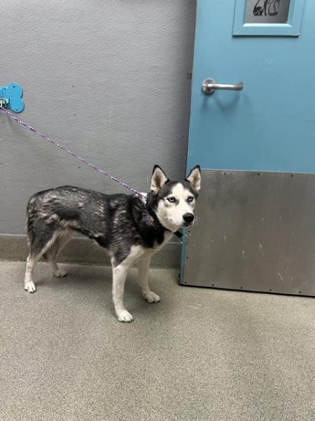 A1427741 - The Animal Foundation