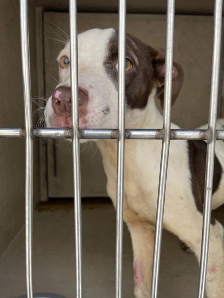 A1427799 - The Animal Foundation